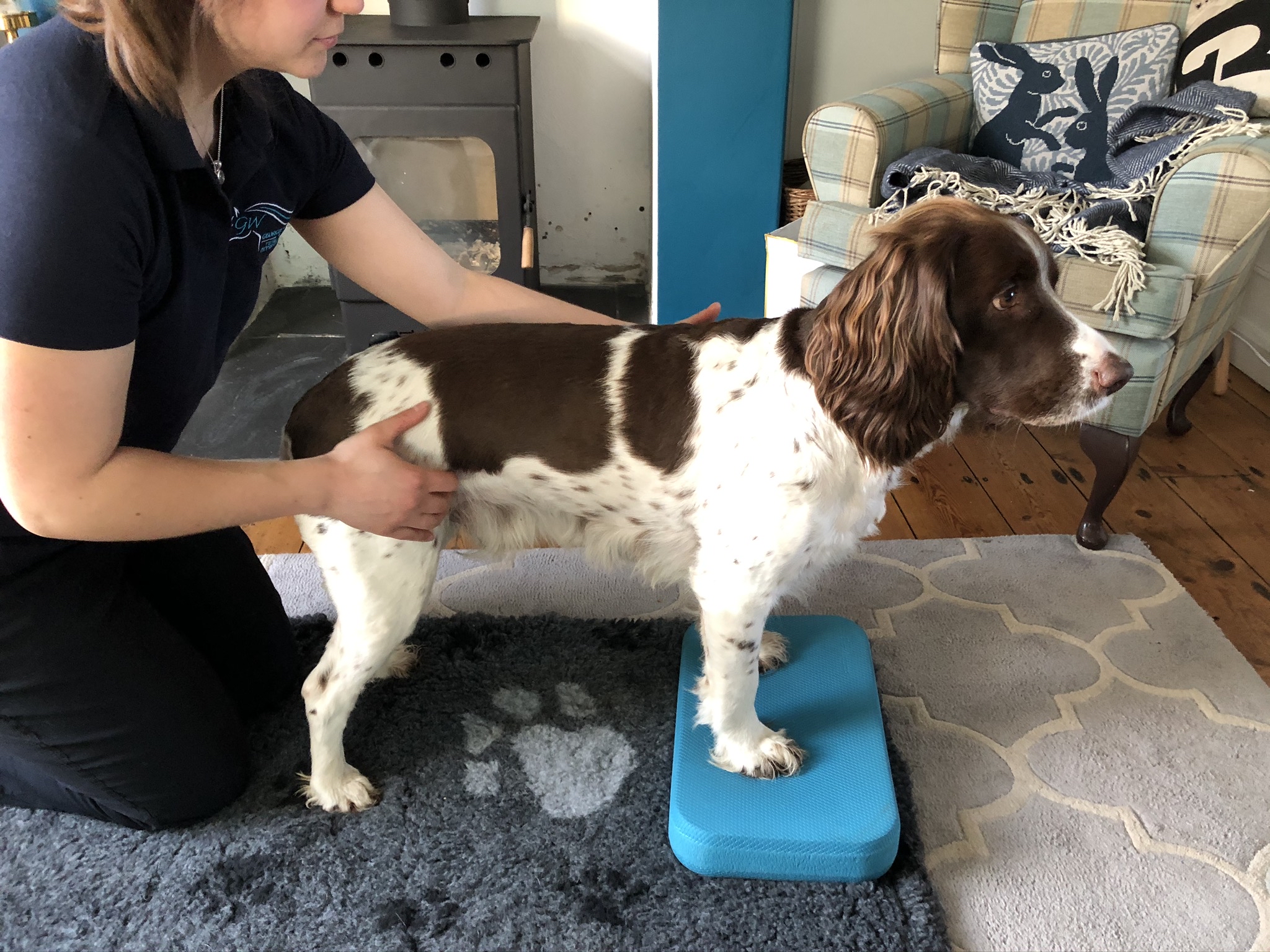 Veterinary Physiotherapy- An Ever-Changing Profession – GVC Vets