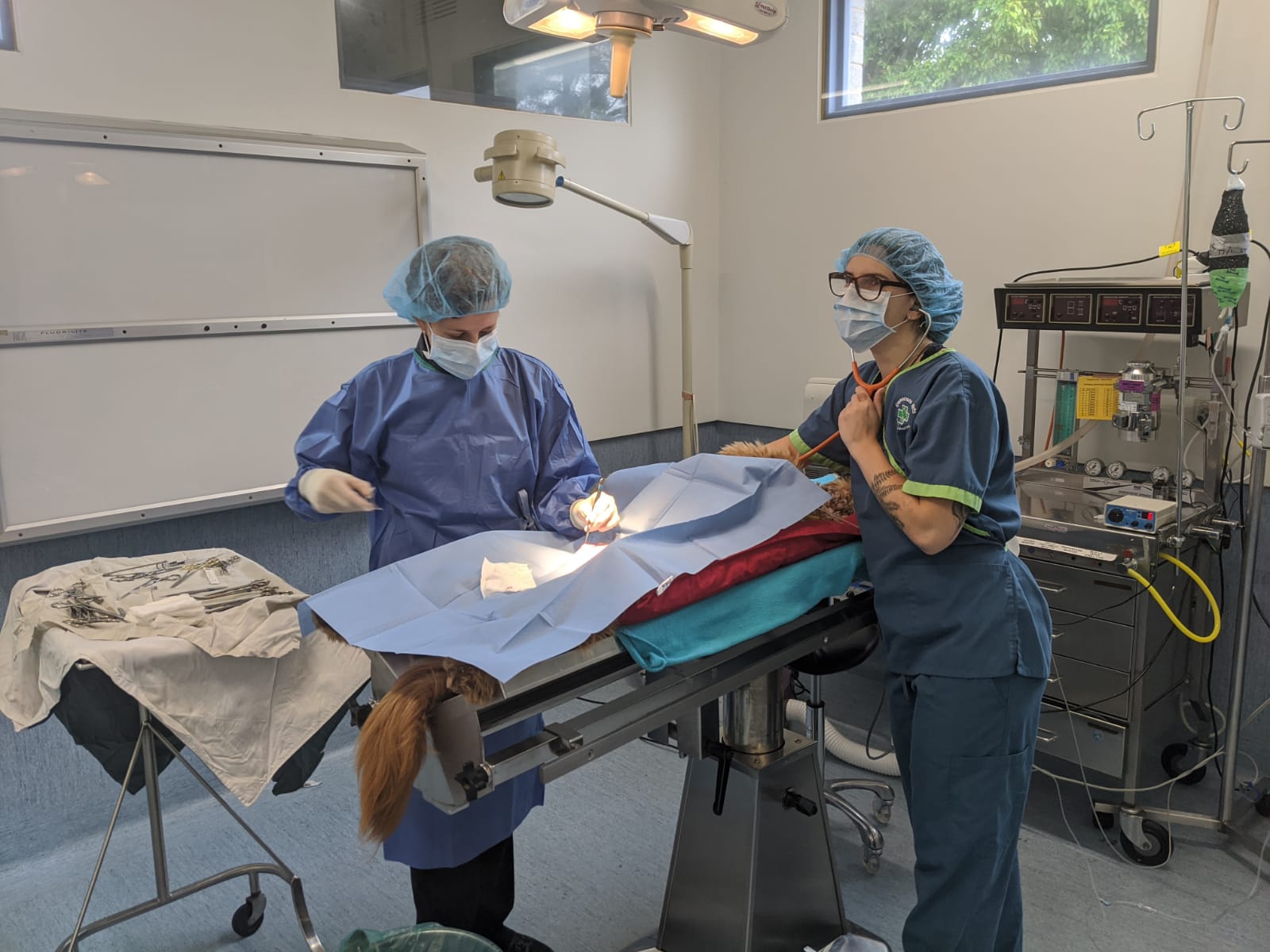 Setting Veterinary Graduates Up For Success – GVC Vets